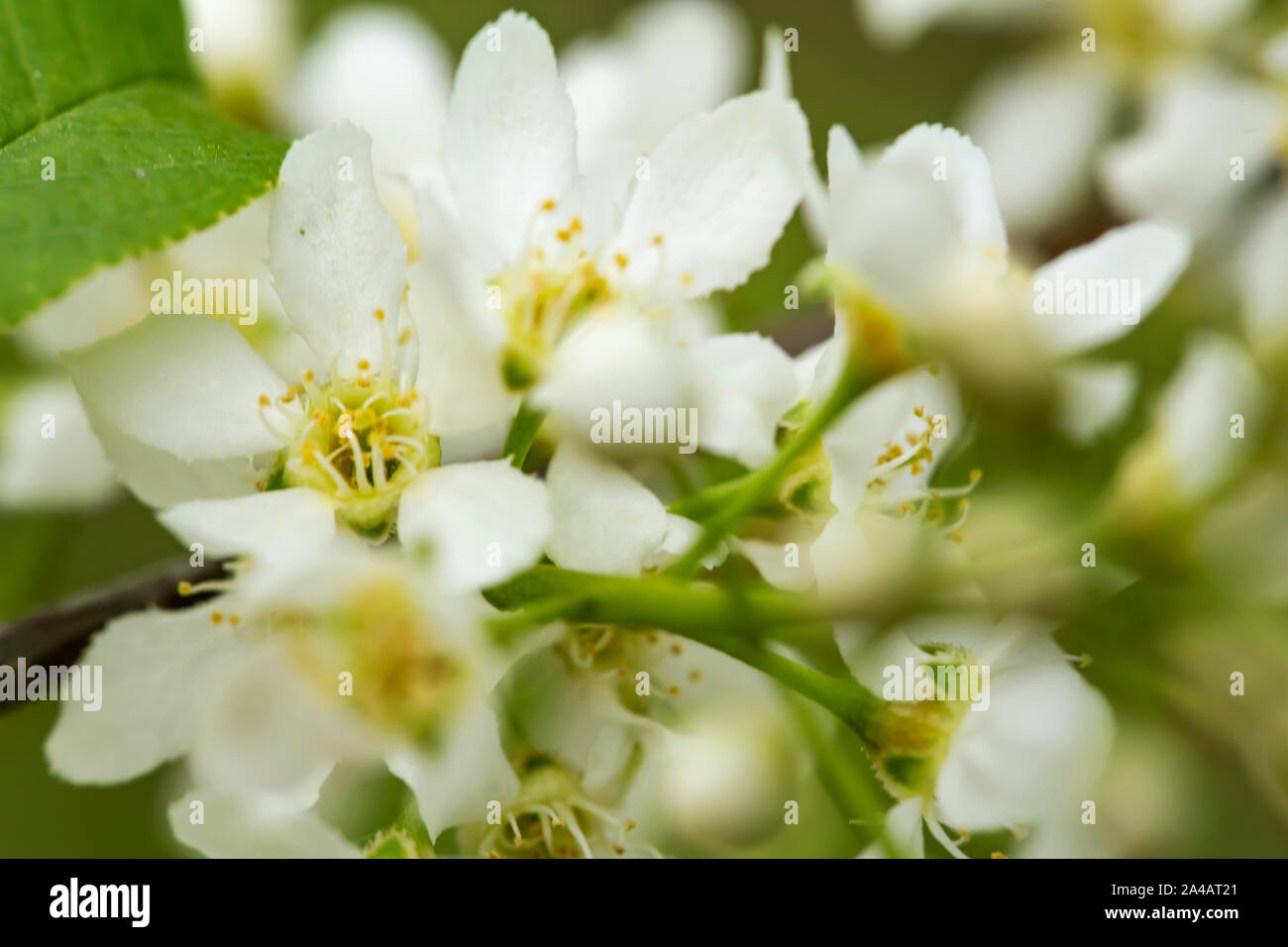 Beautiful, fragrant, white flowers of the bird chert (Prunus padus ...