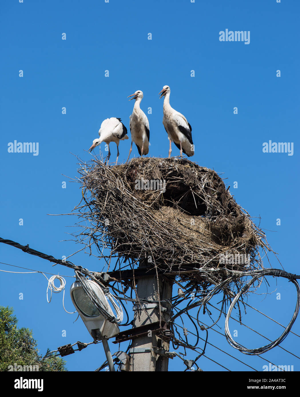 Three white storks in a big destroyed nest on electric pole among wires ...