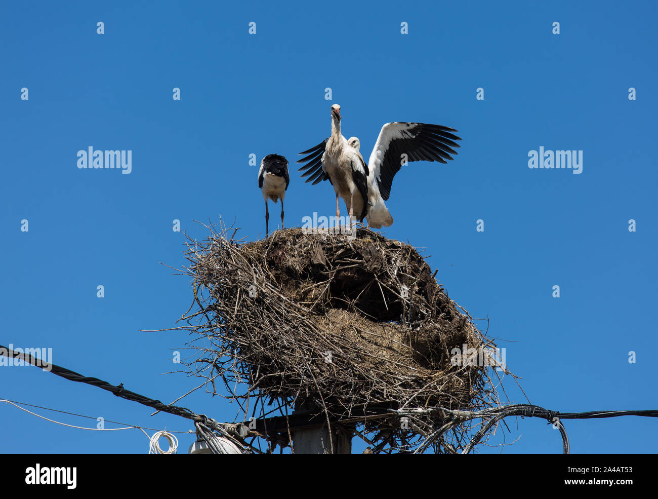 Three white storks in a big destroyed nest on electric pole among wires ...