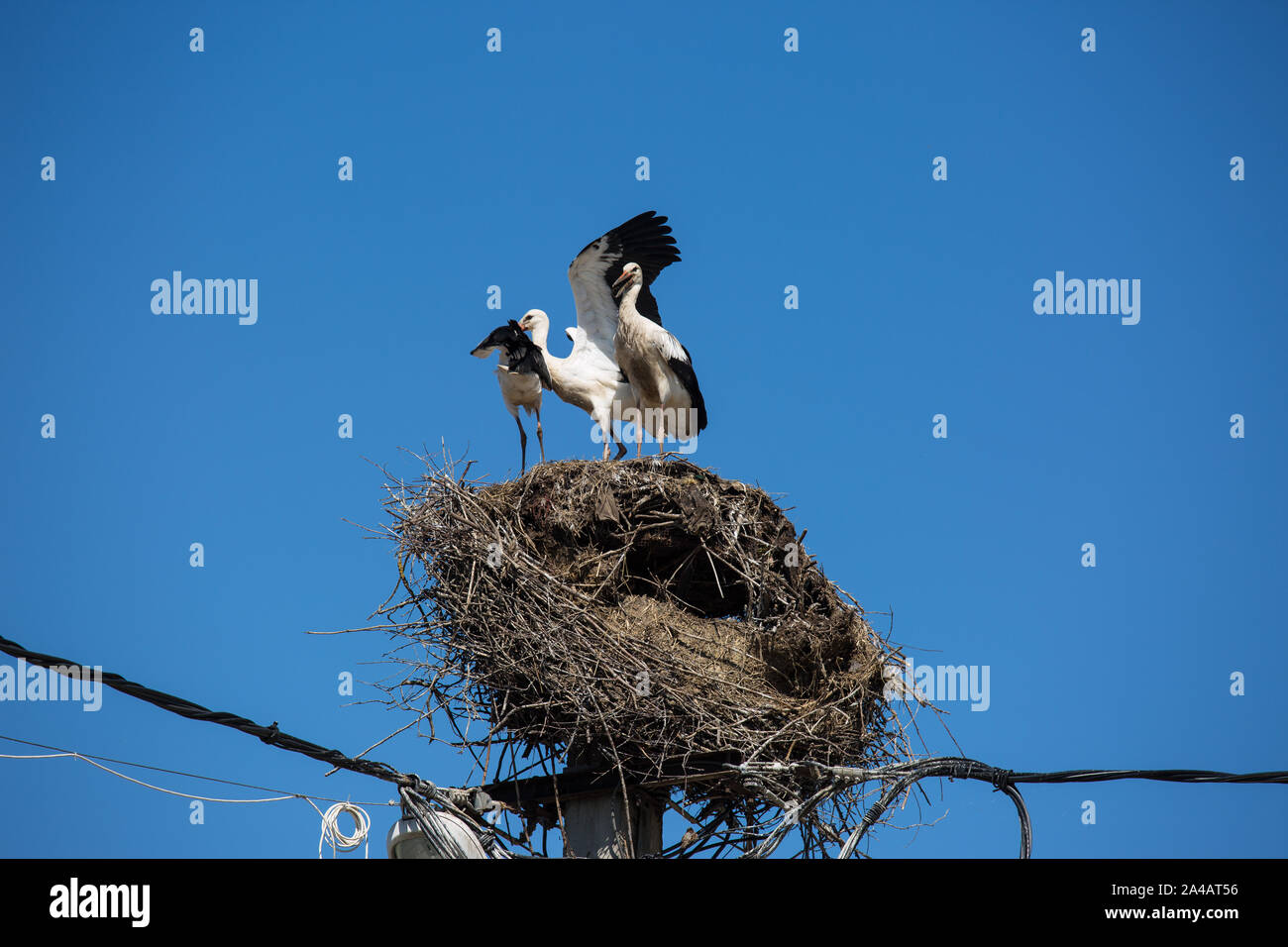 Three white storks in a big destroyed nest on electric pole among wires ...