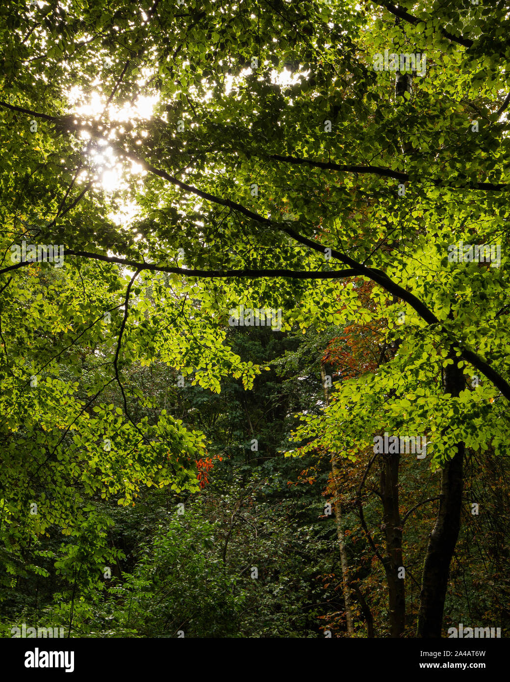 Light through the leaves at Halldale Woods, Derbyshire UK Stock Photo ...