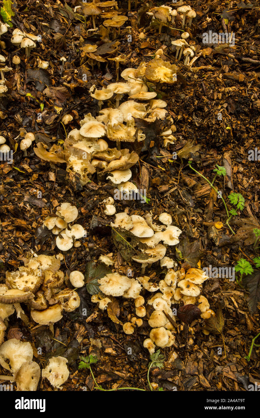 Cluster of fungi hi-res stock photography and images - Alamy