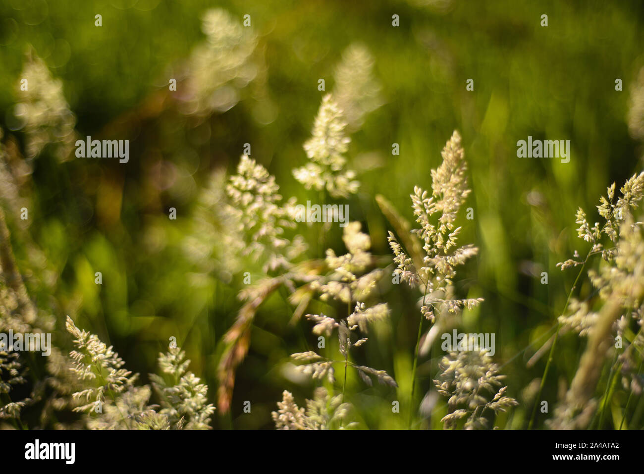 Green grass field on springtime Stock Photo - Alamy