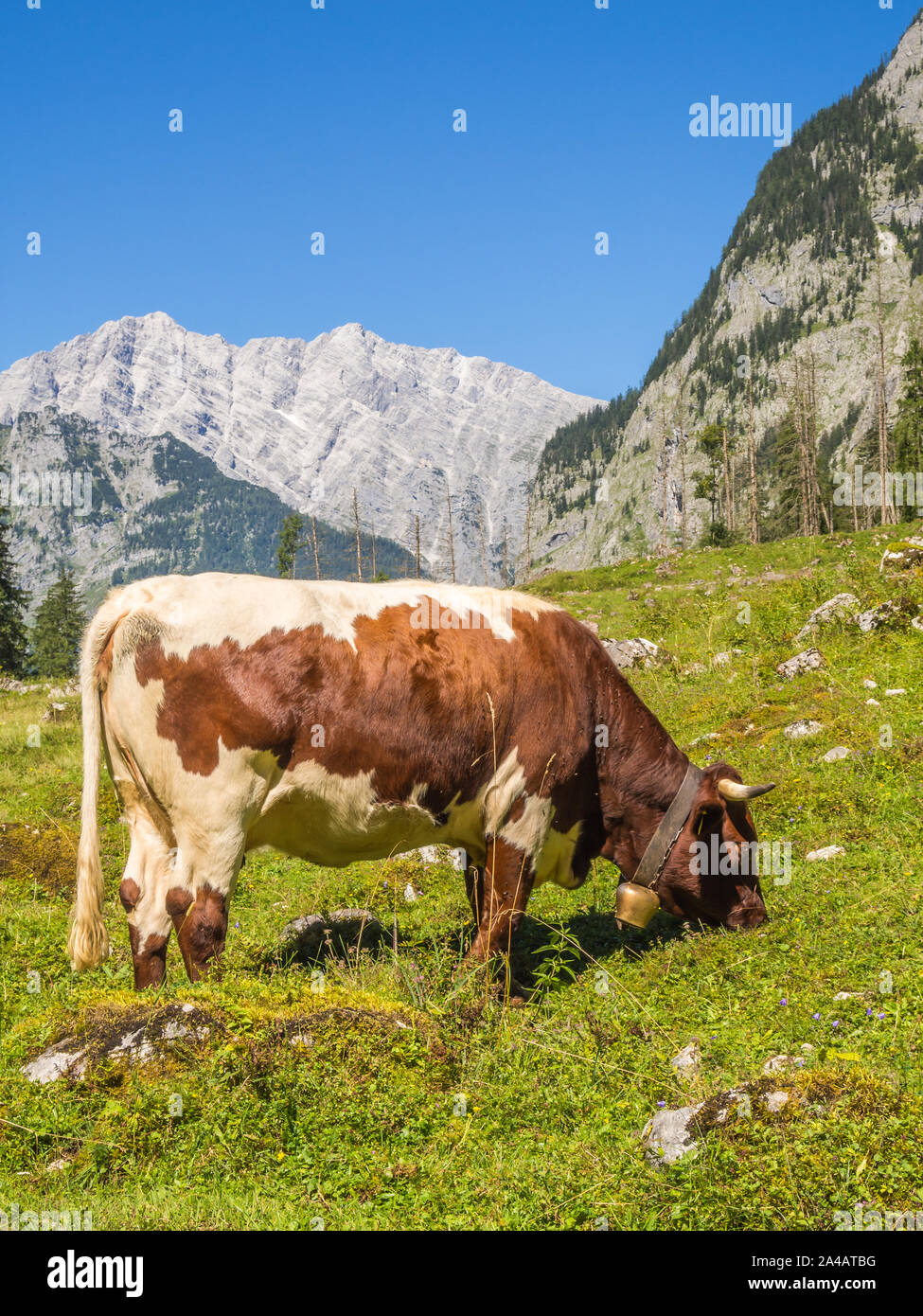 Cow in berchtesgaden alps hi-res stock photography and images - Alamy