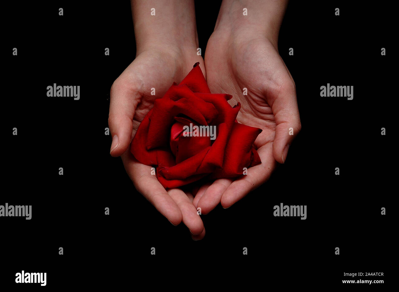Woman's hands offering a red rose Stock Photo - Alamy