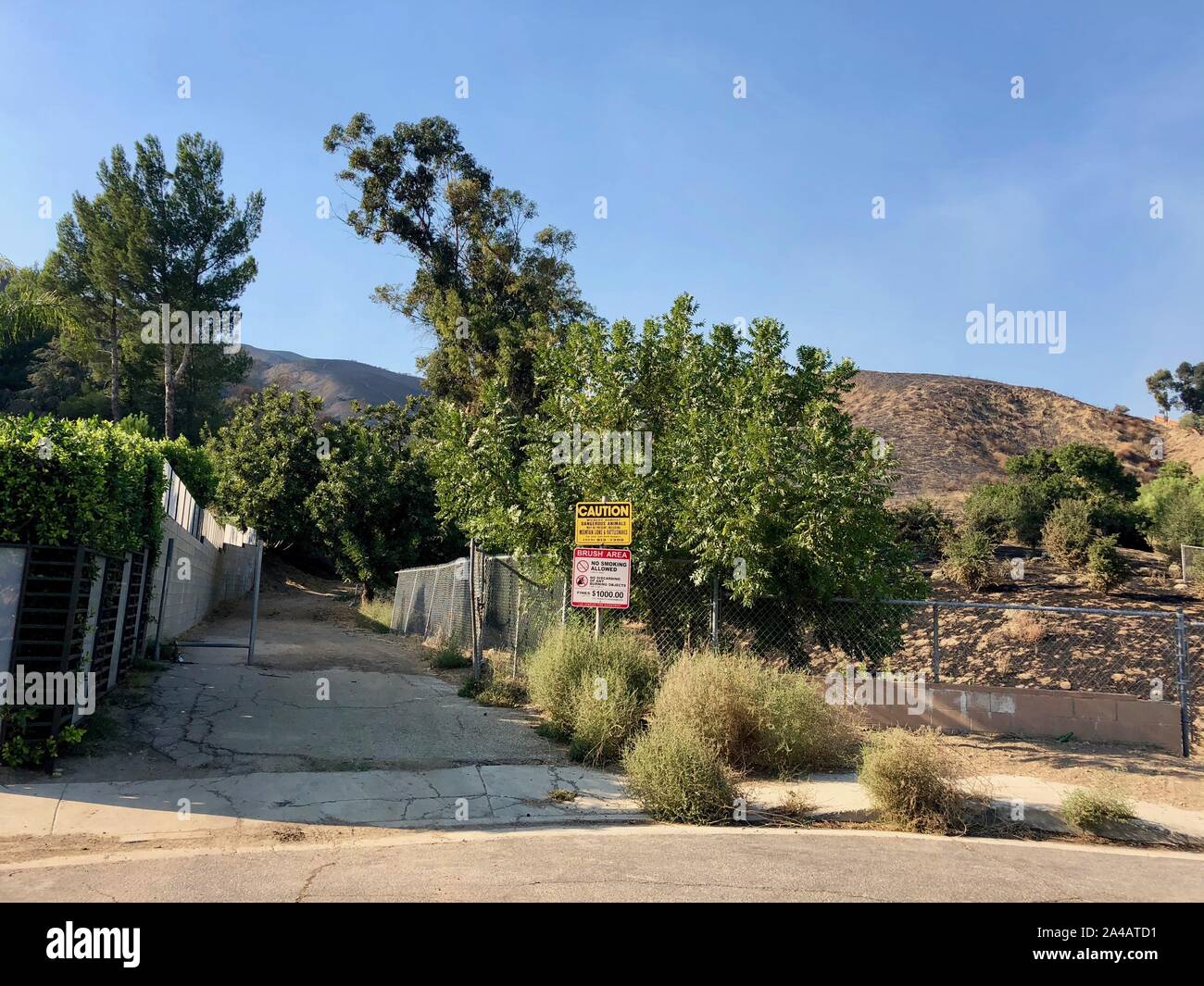 October 12, 2019, Sylmar, California, U.S: Rabbits and birds run across ...