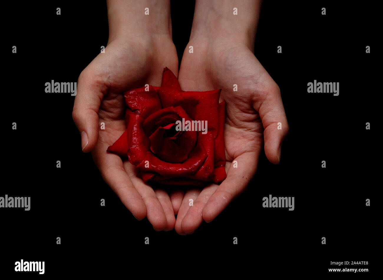 Woman's hands offering a red rose Stock Photo - Alamy