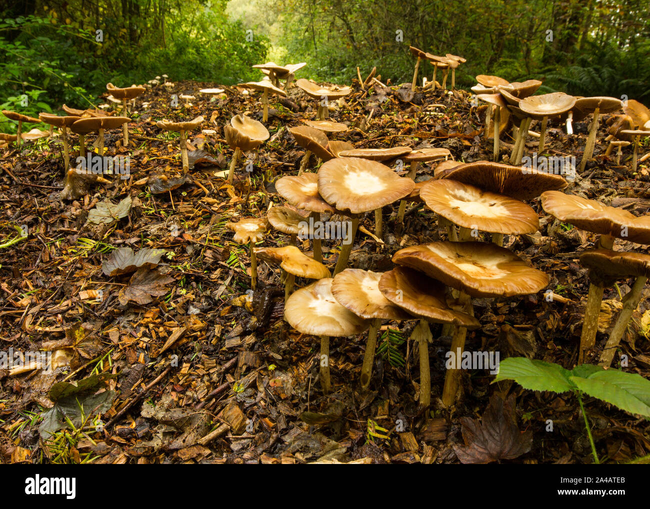 Large cluster of fungi on woodland mulch pile in Halldale Woods ...