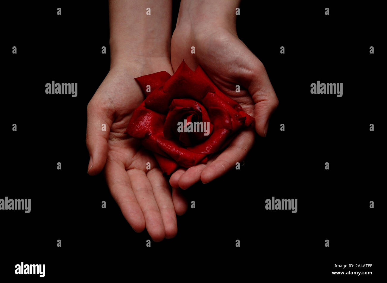 Woman's hands offering a red rose Stock Photo - Alamy