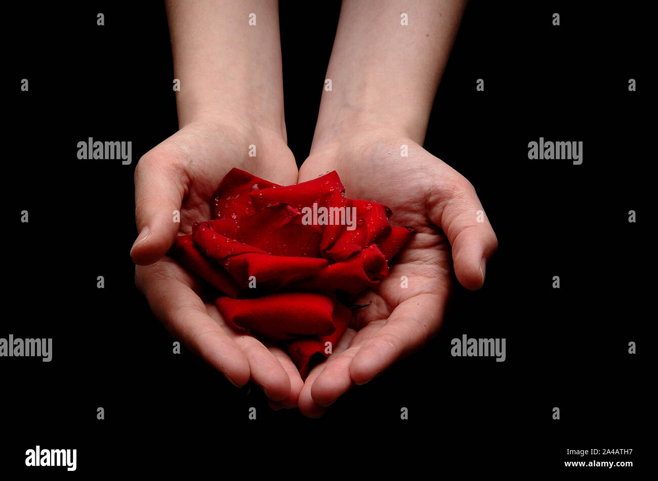 Woman's hands offering a red rose Stock Photo - Alamy