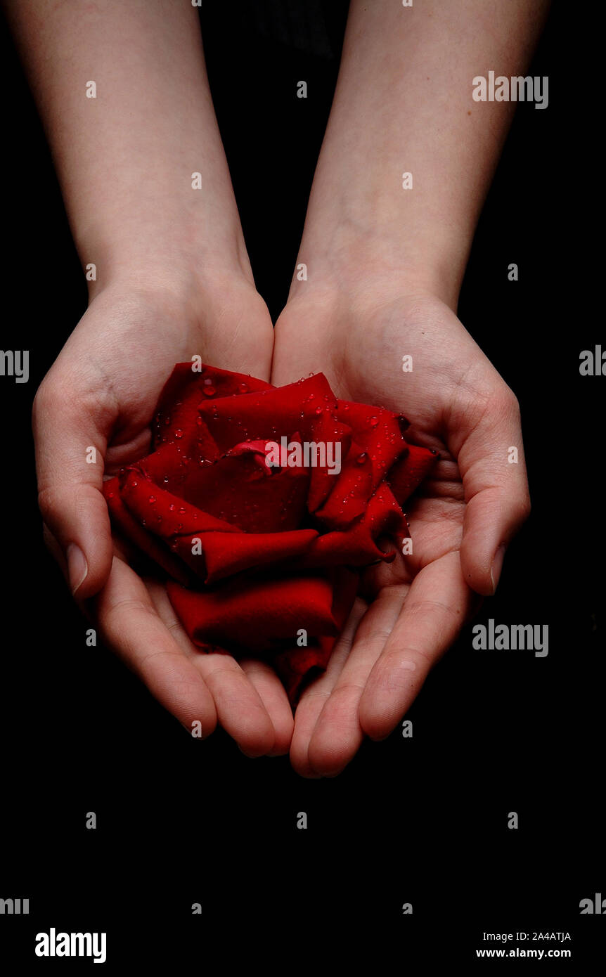 Woman's hands offering a red rose Stock Photo - Alamy