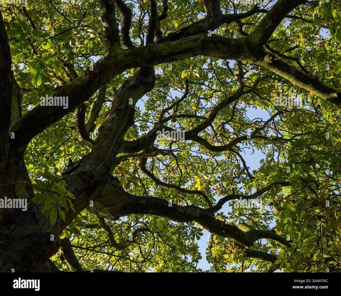 Light through the leaves hi-res stock photography and images - Alamy