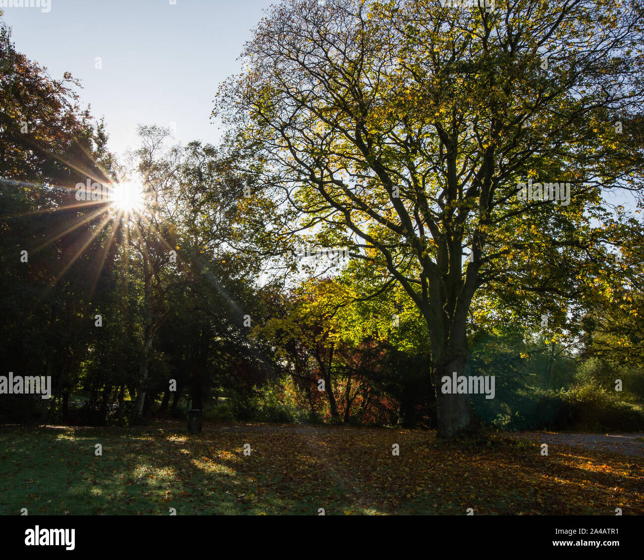 Autumn leaves and sunshine at Whitworth Park in Darley Dale Derbyshire ...