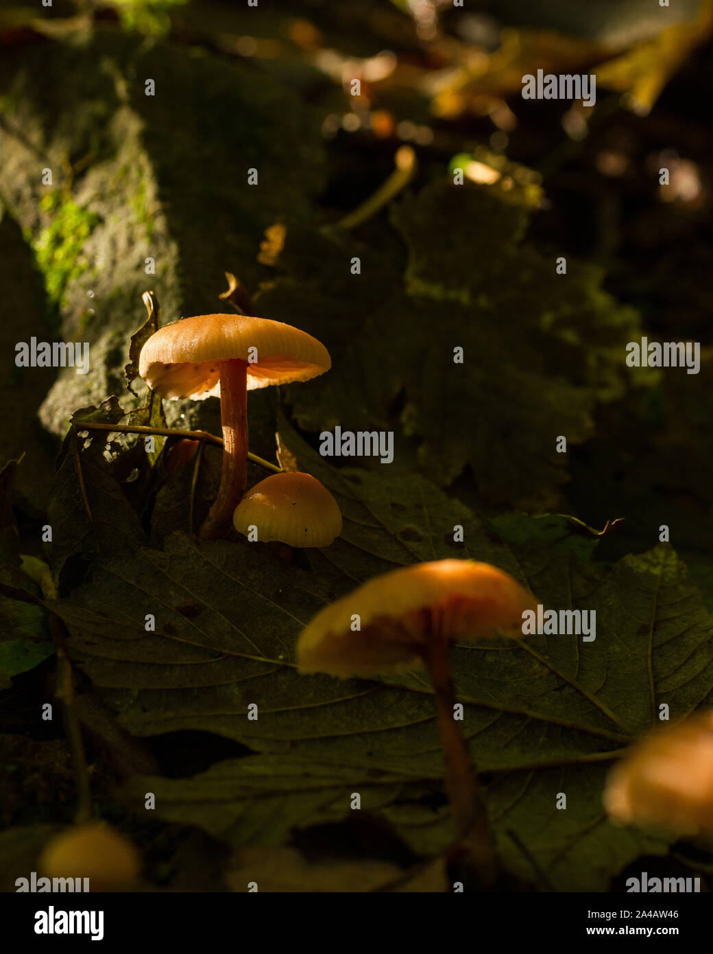 Fungi growing on mossy branch, Halldale Woods Derbyshire UK Stock Photo ...