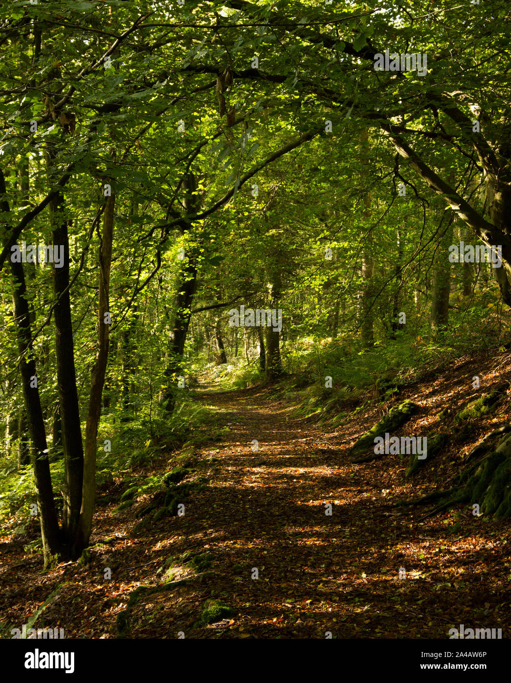 Path through the trees in Halldale Woods, Derbyshire UK Stock Photo - Alamy
