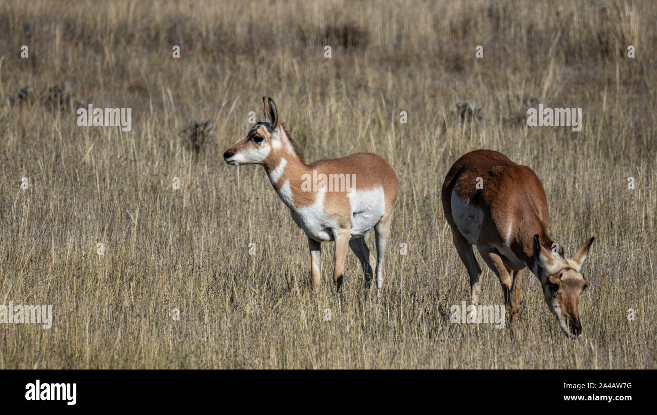 Doe pronghorn hi-res stock photography and images - Alamy