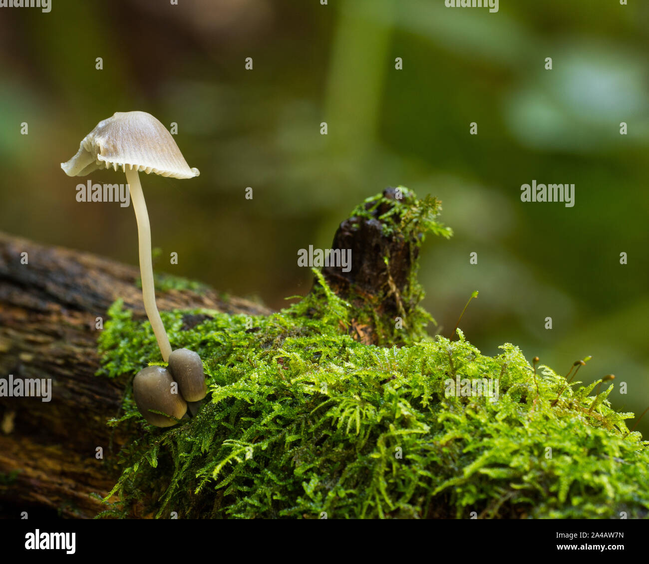 Fungi growing on mossy branch, Halldale Woods Derbyshire UK Stock Photo ...
