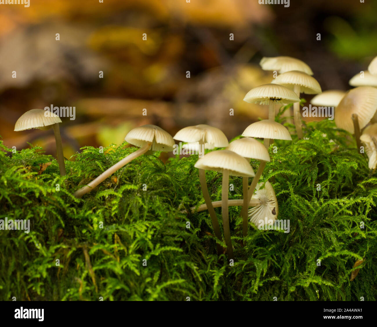 Peak district autumn fungi hi-res stock photography and images - Alamy