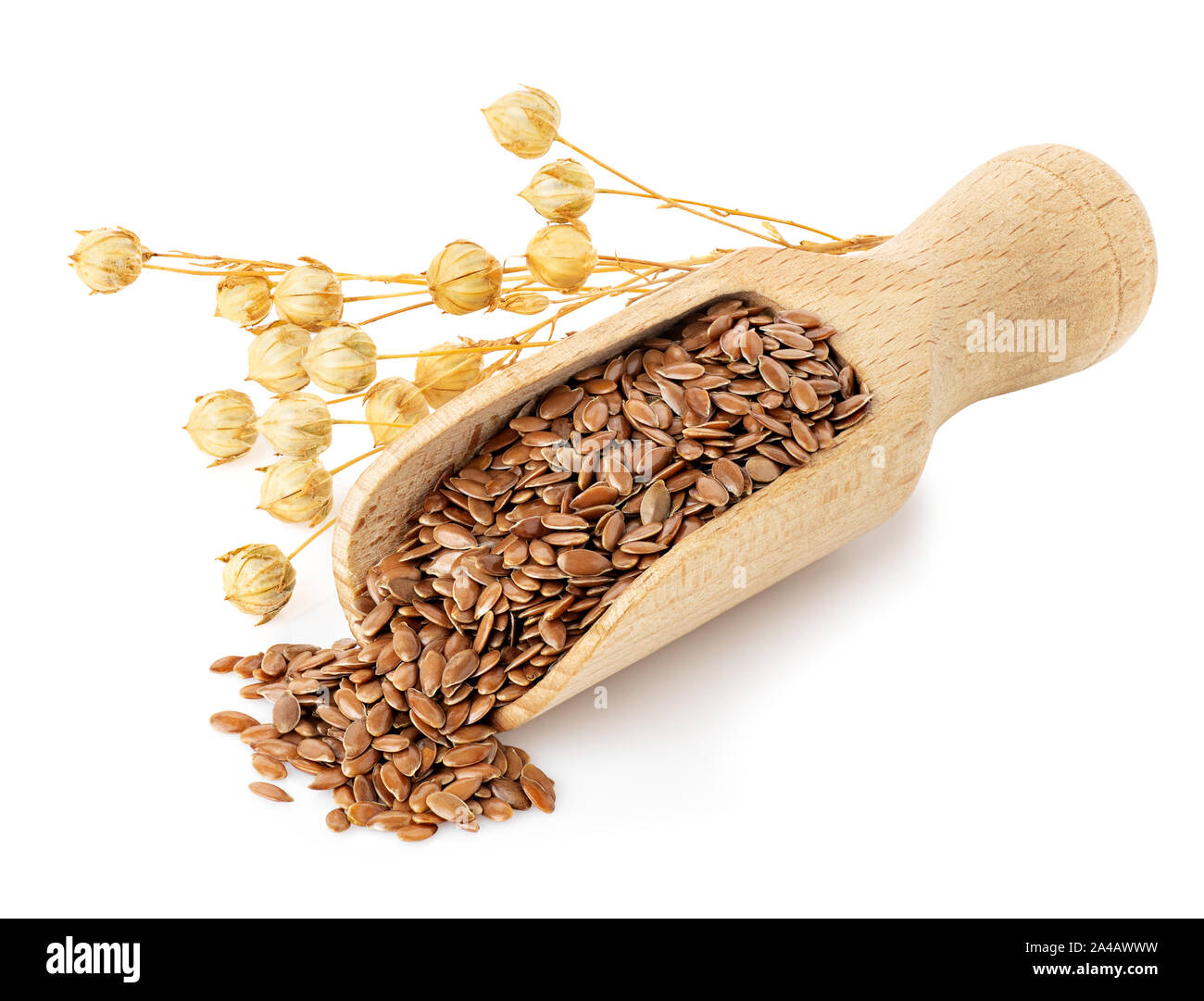 linseed in wooden scoop with dry seed capsules isolated on white background Stock Photo - Alamy