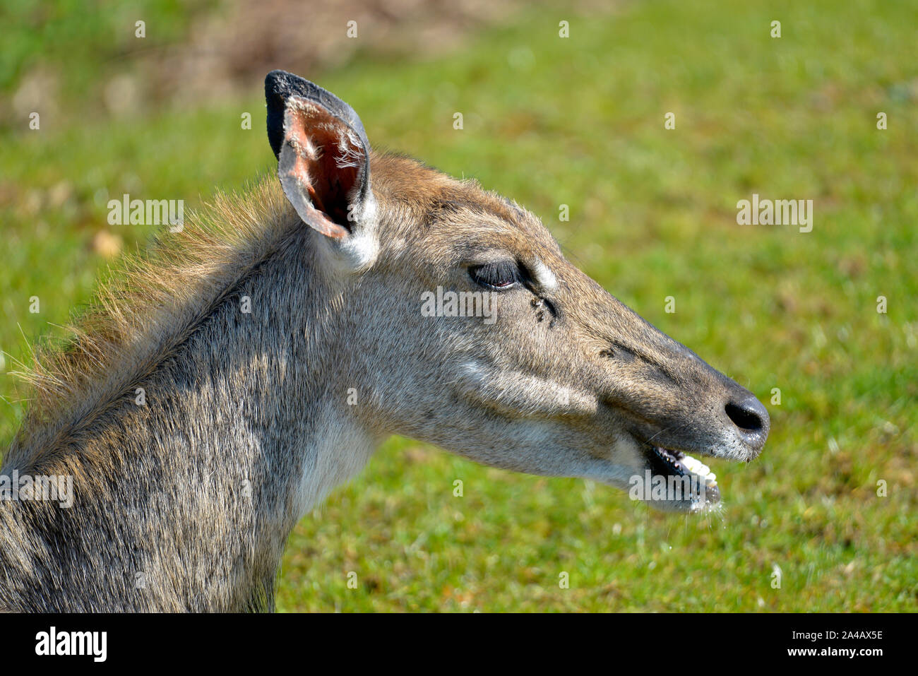 Head of female Nilgai (Boselaphus tragocamelus) seen from profile Stock ...