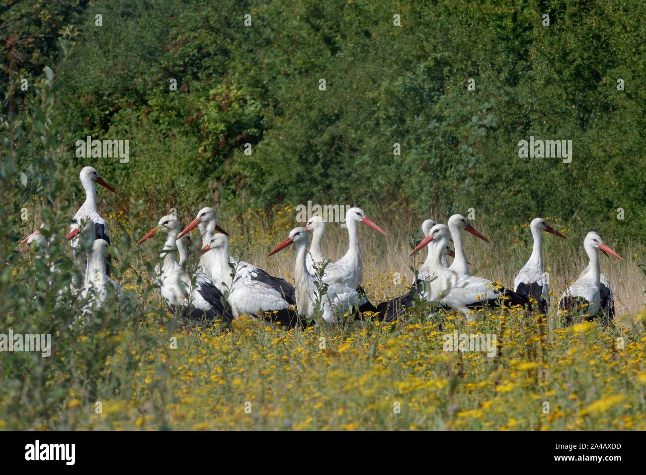 Knepp castle estate stork hi-res stock photography and images - Alamy
