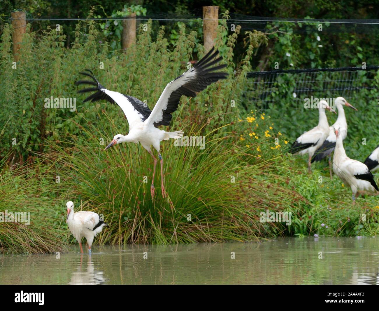 Flying white storks hi-res stock photography and images - Alamy