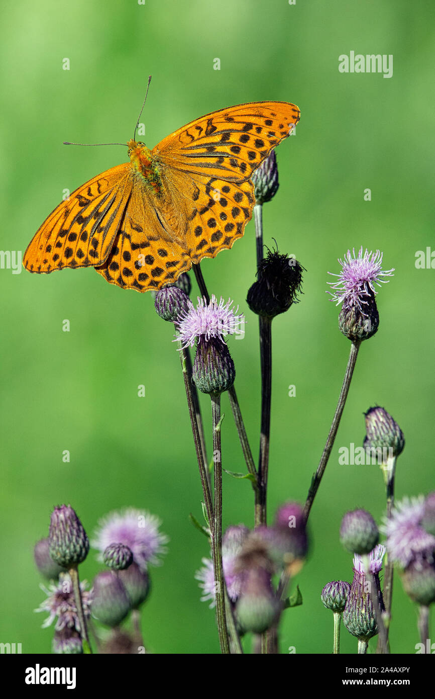 Silver bordered fritillary hi-res stock photography and images - Alamy