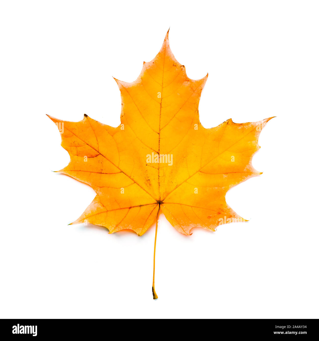 Single maple falll leaf isolated on white Stock Photo - Alamy