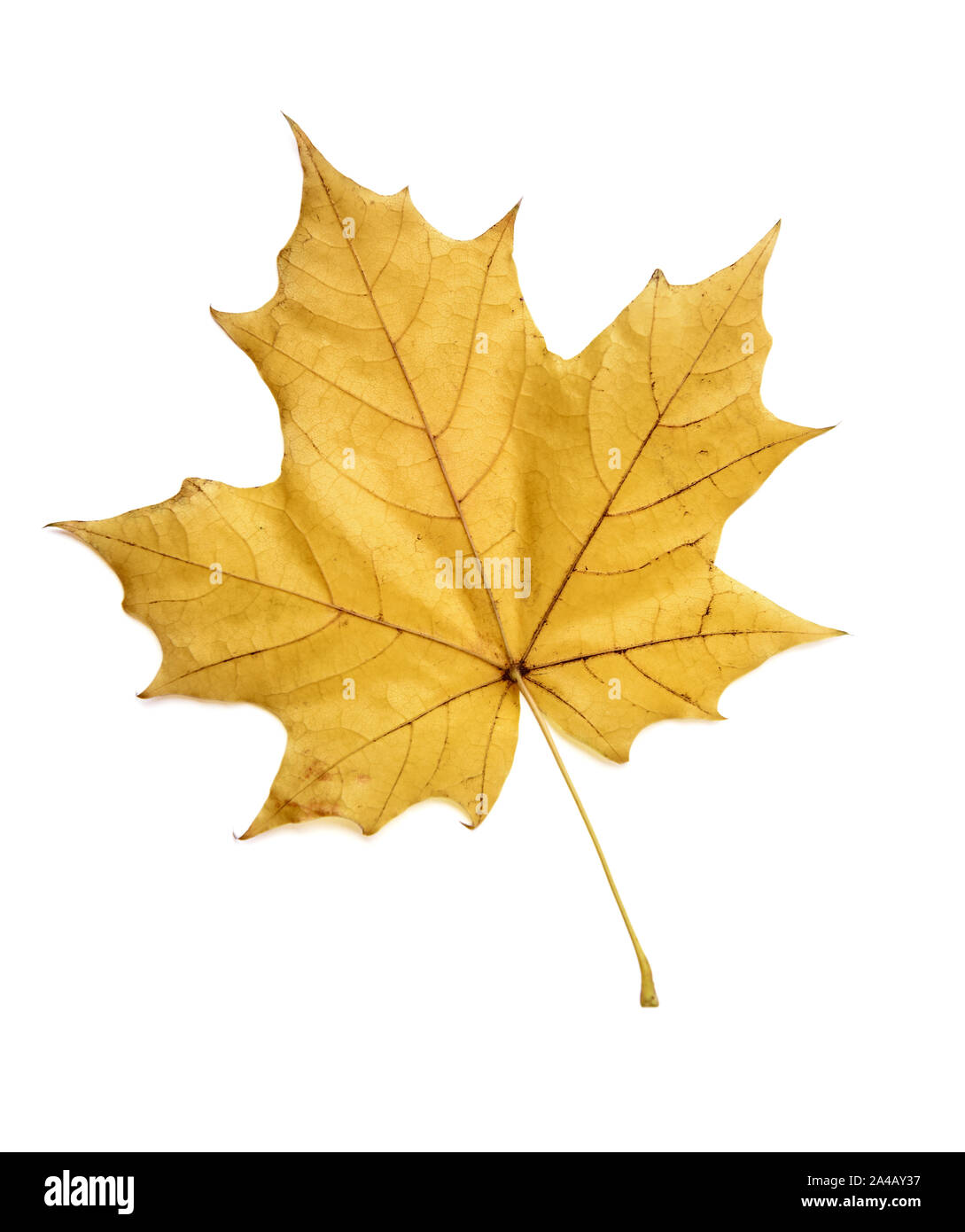 Single flat yellow fall maple leaf isolated on white with clipping path ...