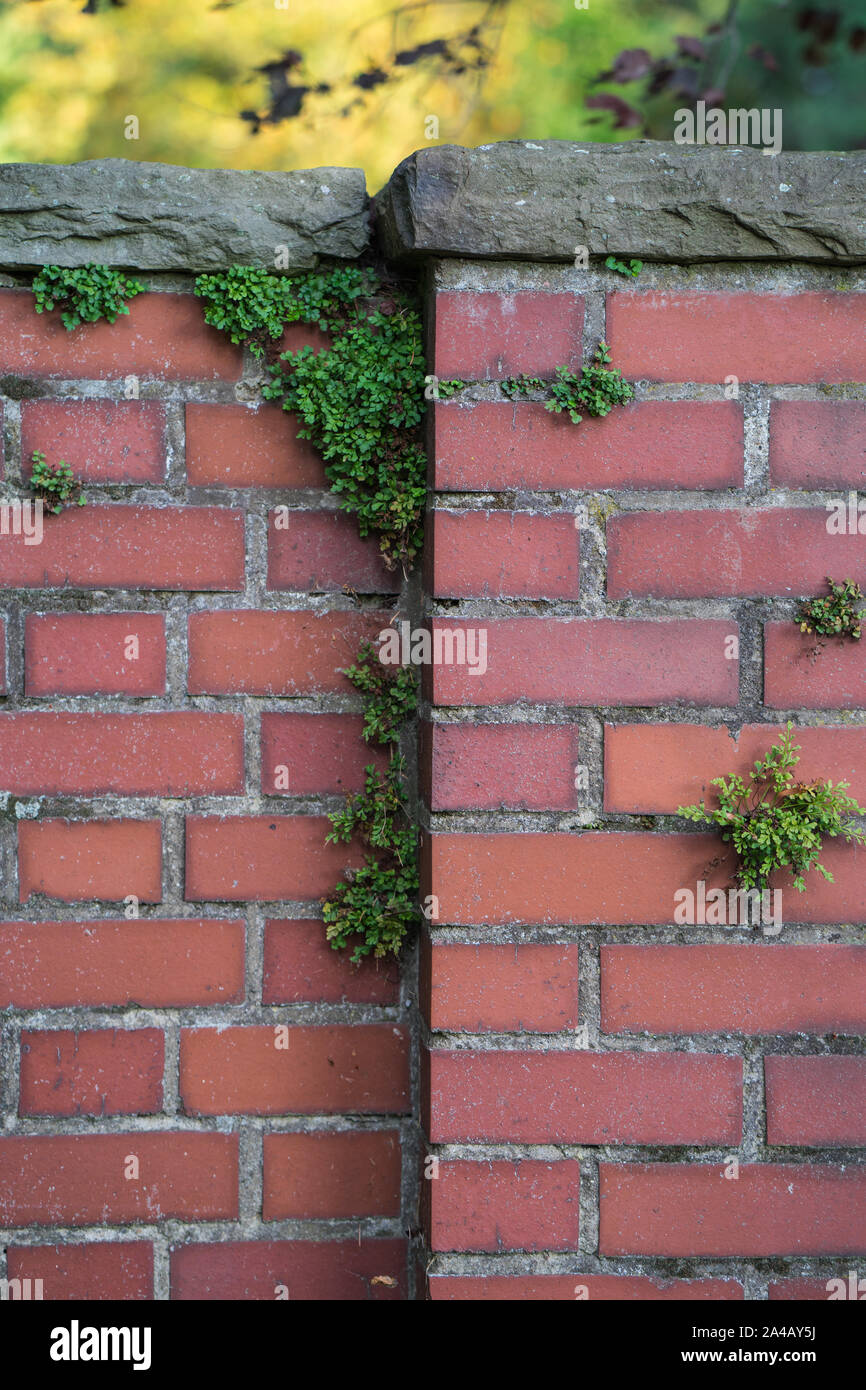 Niche environment hi-res stock photography and images - Alamy