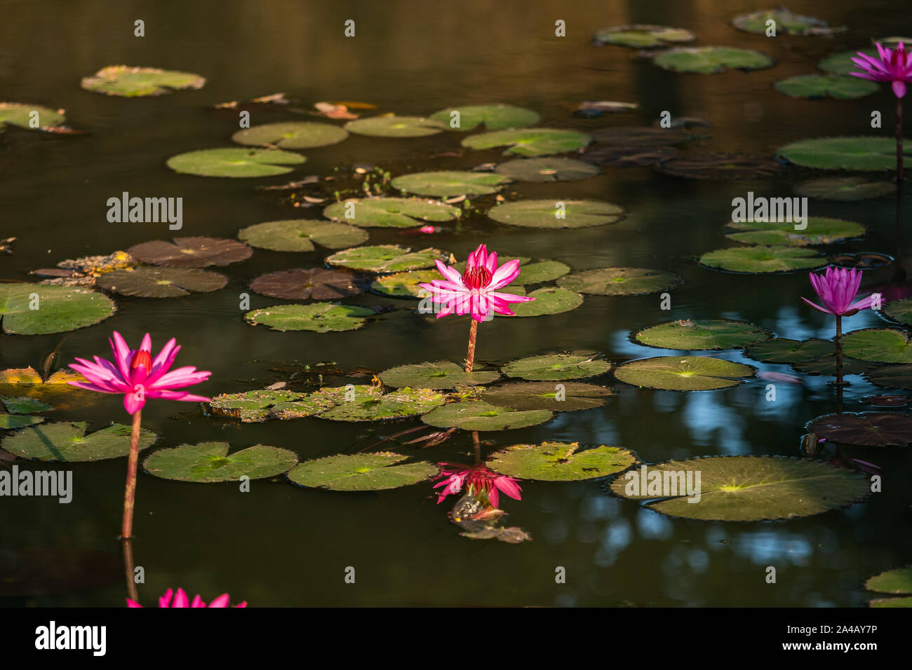 Angkor wat carving flowers hi-res stock photography and images - Alamy