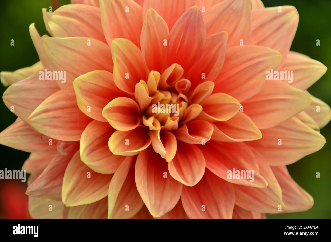 Beautiful orange color dahlia flower hi-res stock photography and ...