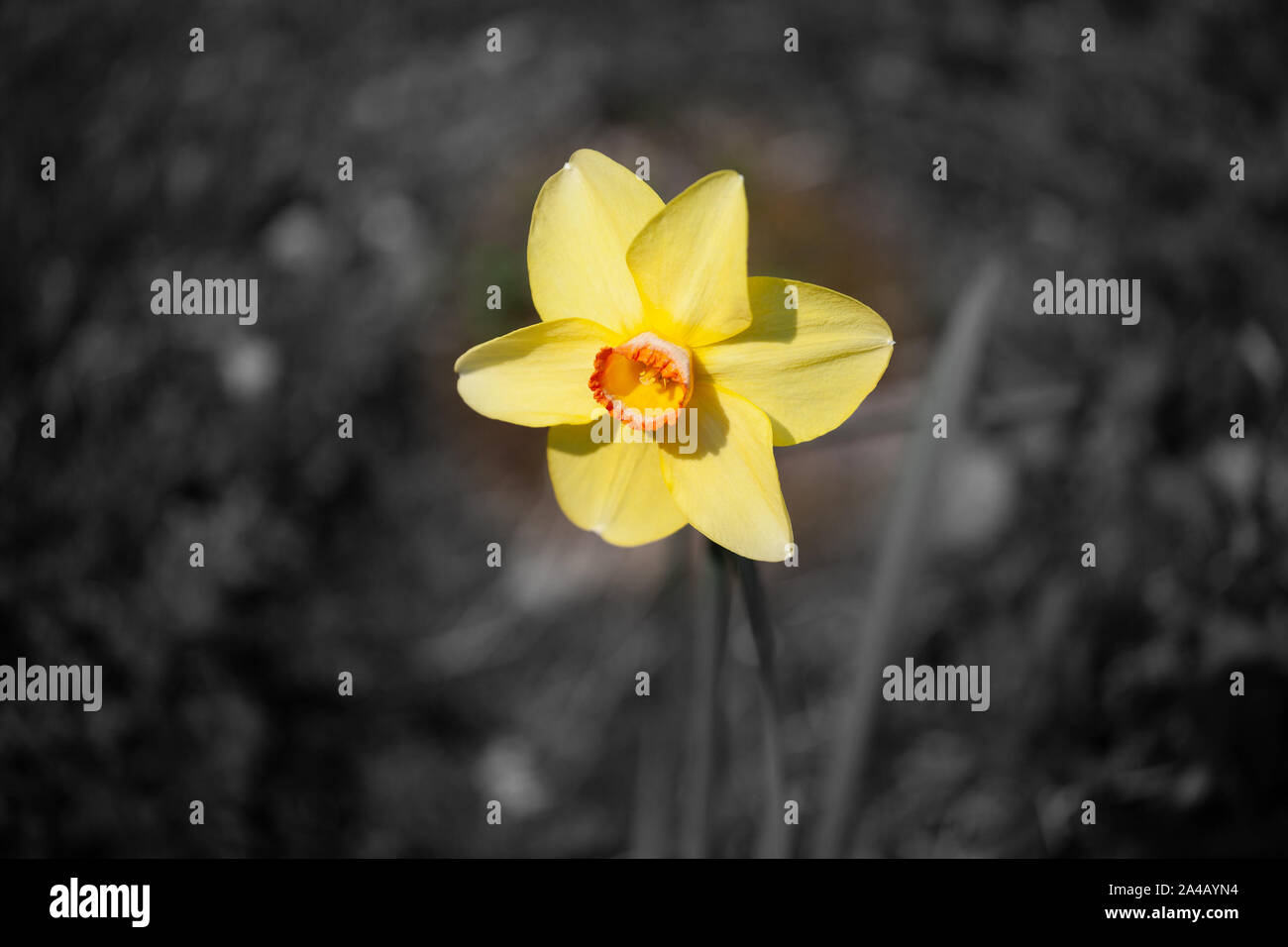 Color isolation hi-res stock photography and images - Alamy