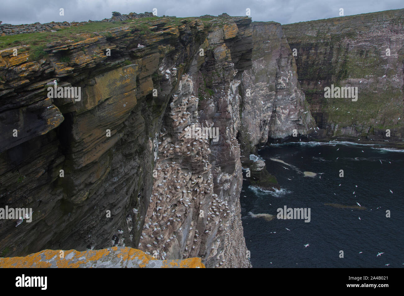 Gannet colony on the cliffs of the Noup, Noss NNR, Shetland, Scotland ...