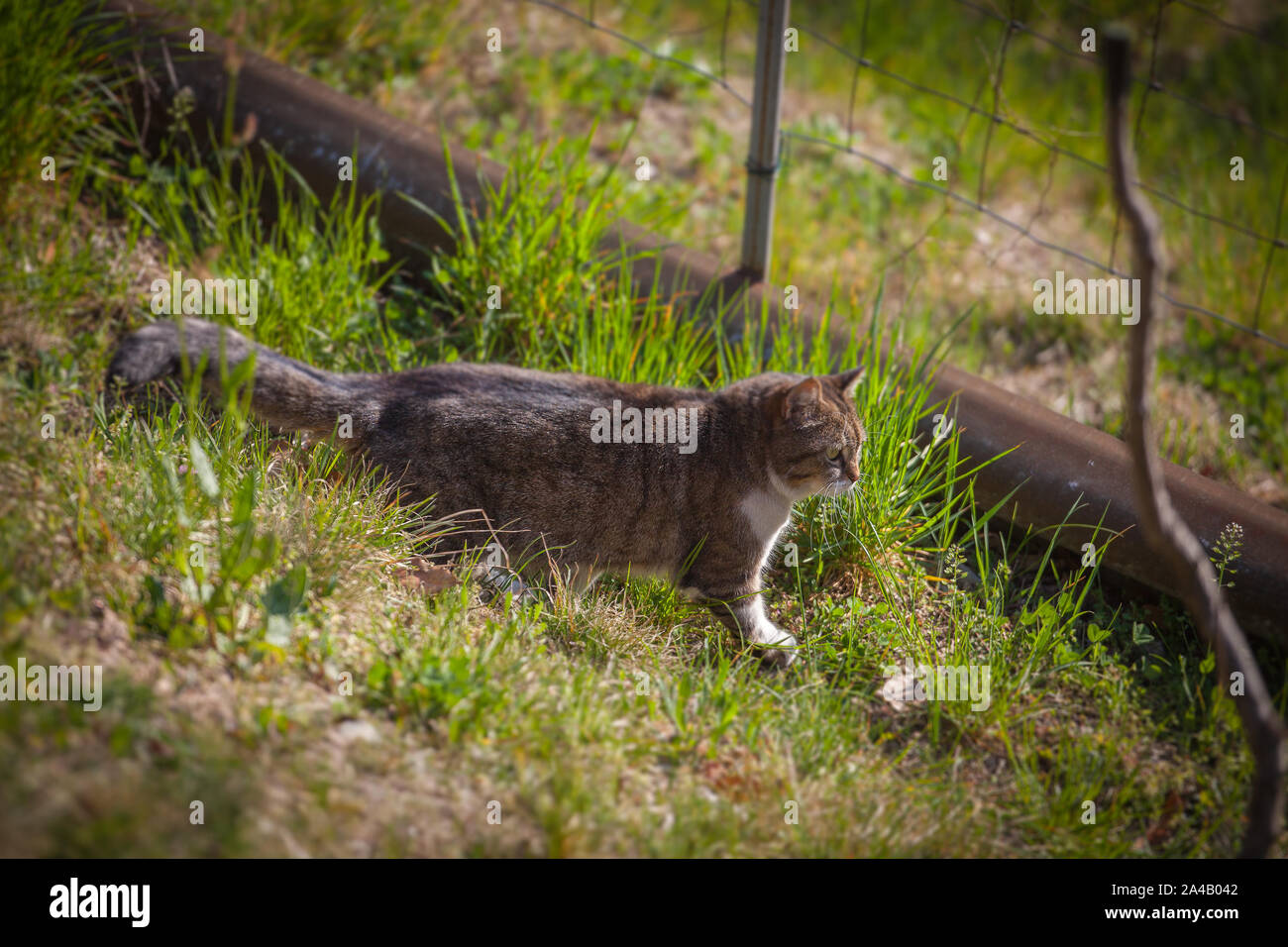 Portrait of a kitten a meadow High Resolution Stock Photography and ...