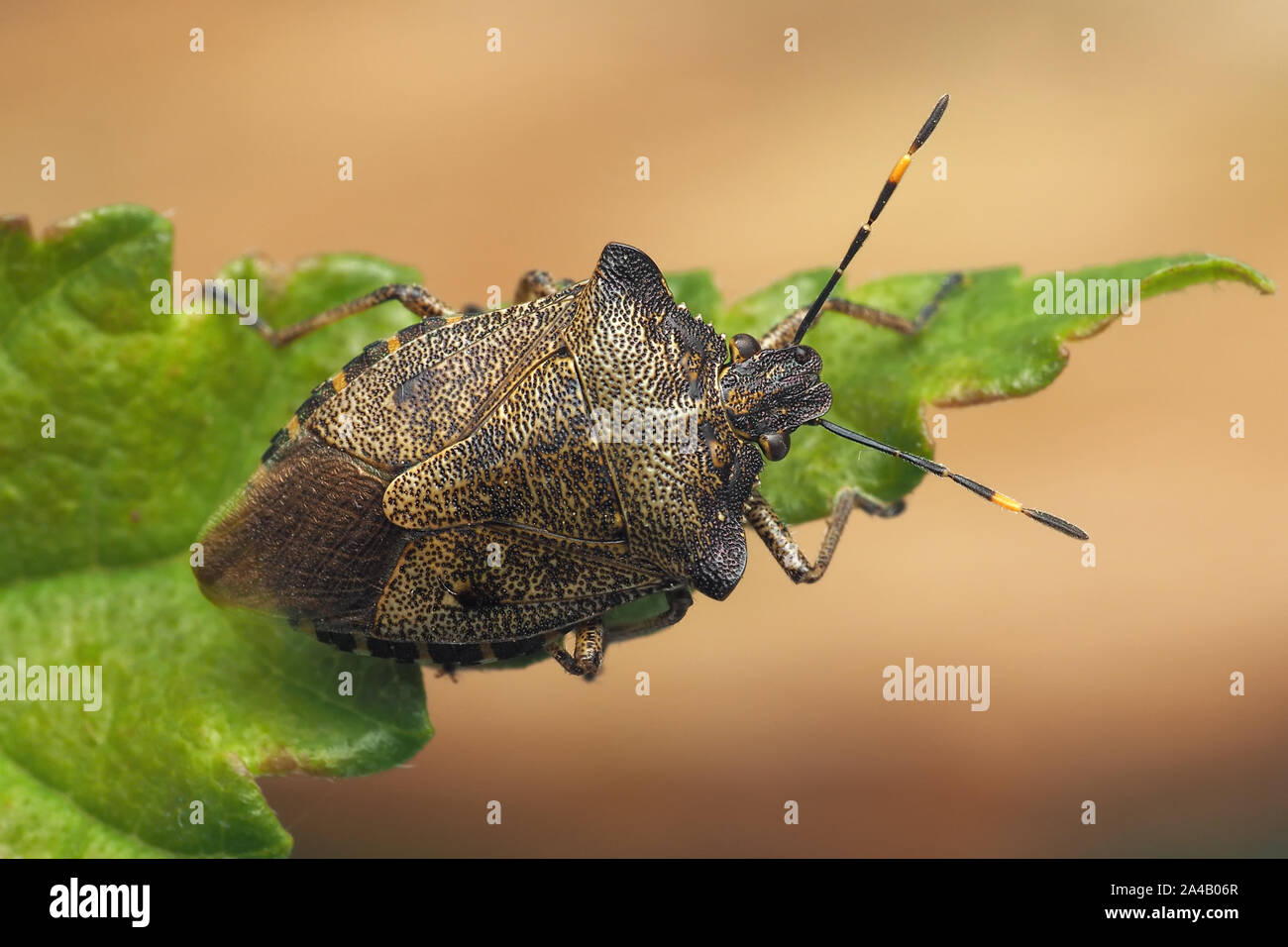 Bronze shieldbugs hi-res stock photography and images - Alamy