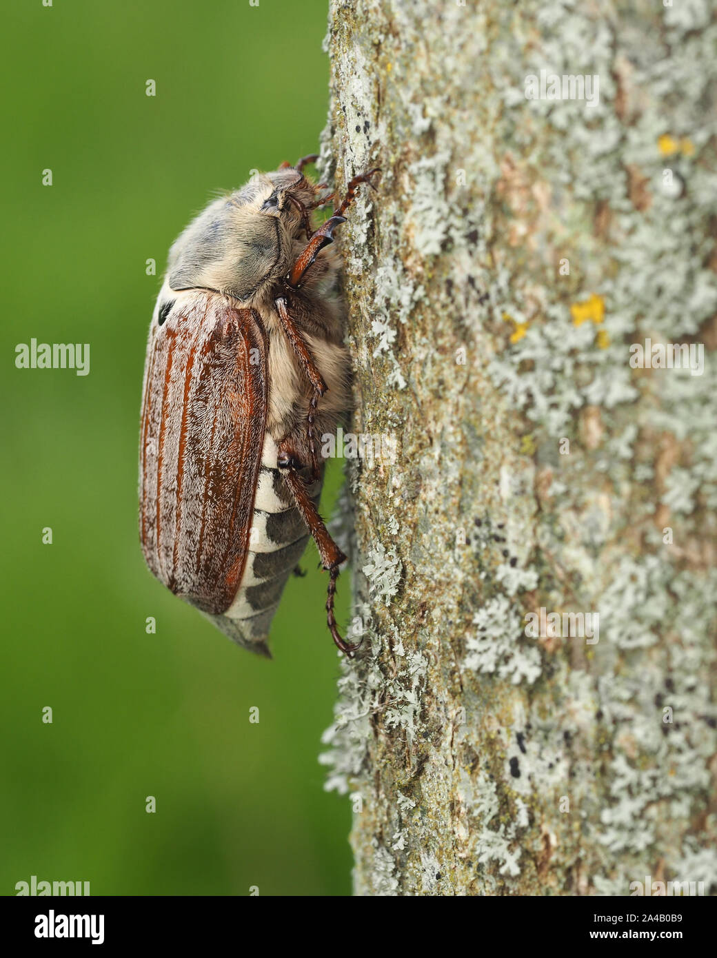 Cockchafers hi-res stock photography and images - Alamy