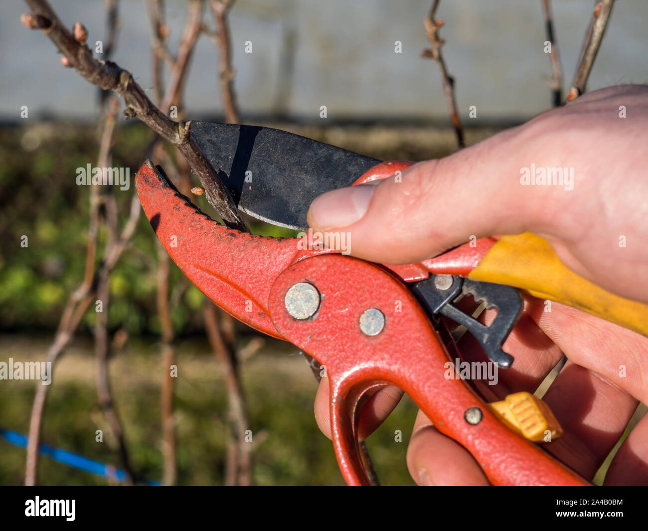 Garden shears when pruning trees in spring Stock Photo - Alamy