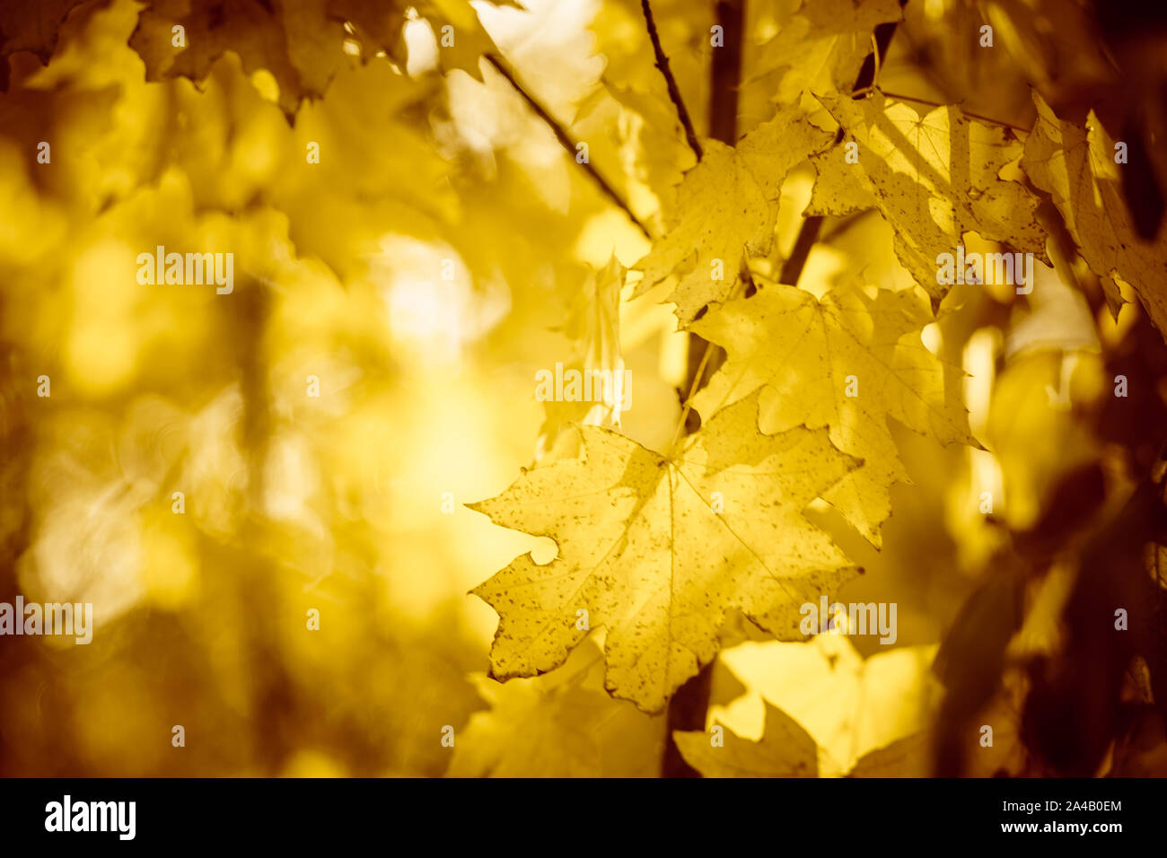Maple trees glow orange hi-res stock photography and images - Alamy