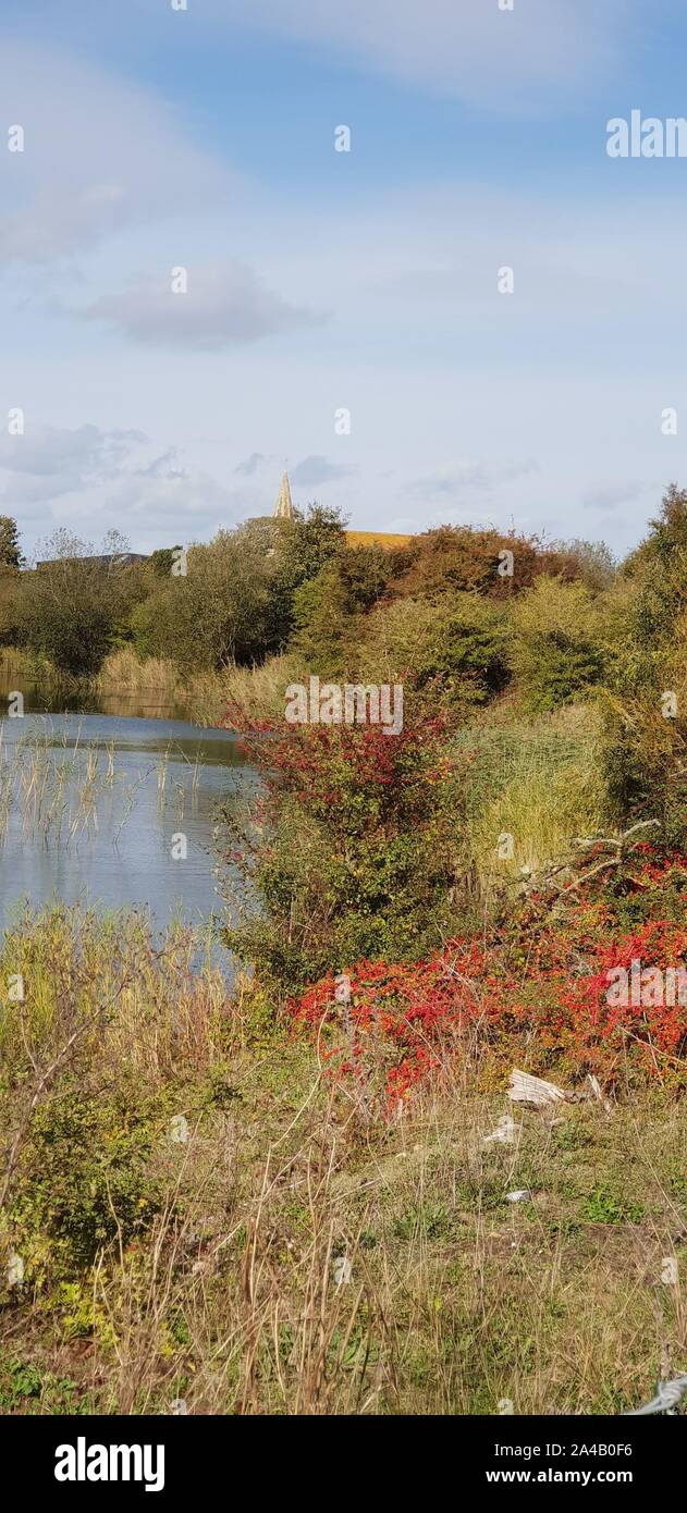 Rye plants hi-res stock photography and images - Alamy
