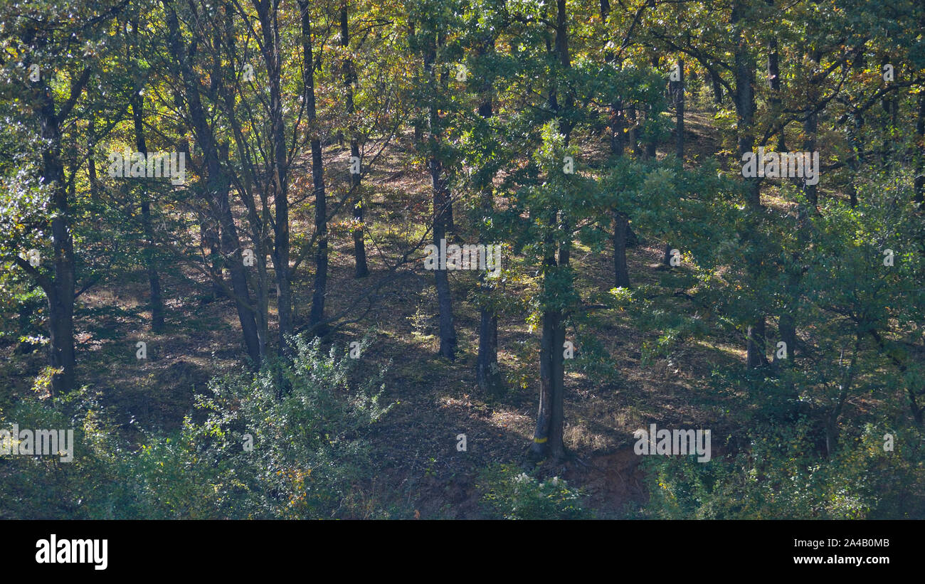 Forest in early autumn, mountain Beljanica, Serbia, Europe Stock Photo ...