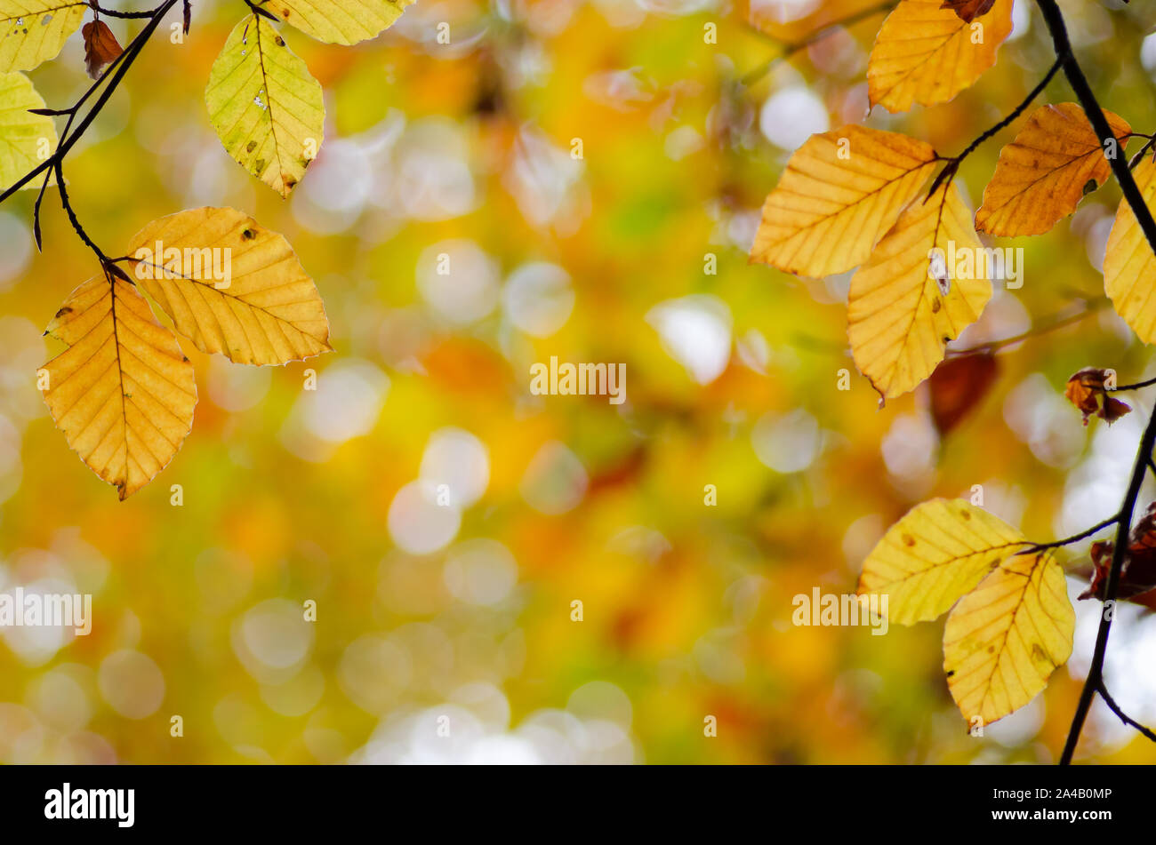 Copse of beech trees hi-res stock photography and images - Alamy