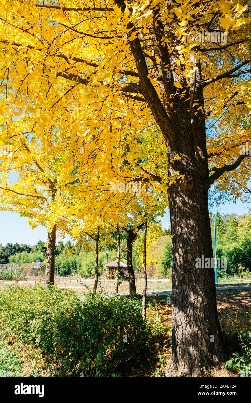 Ginkgo forest korea hi-res stock photography and images - Alamy