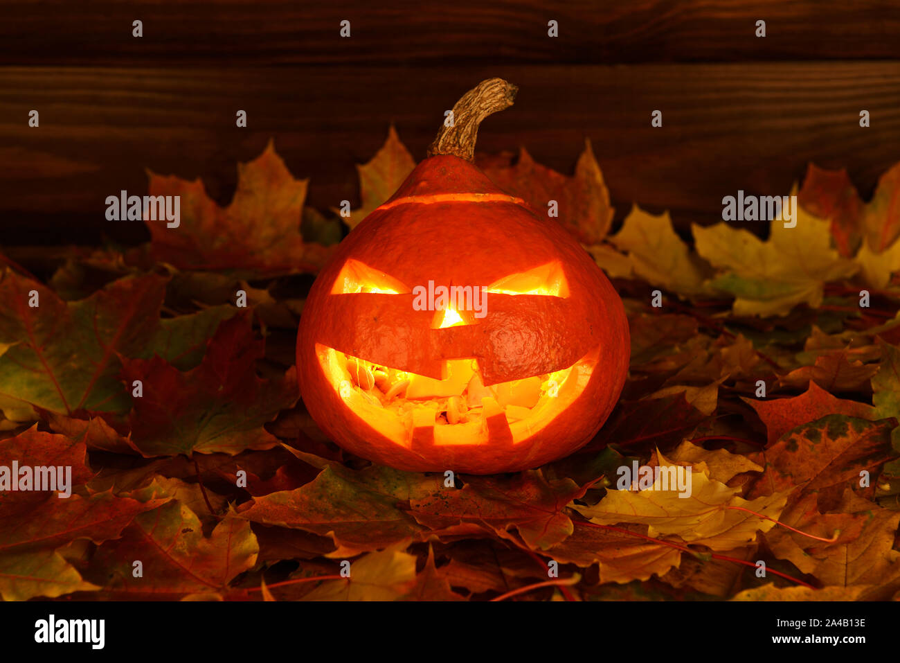 The scary orange pumpkin with light inside is on maple leafs Stock ...