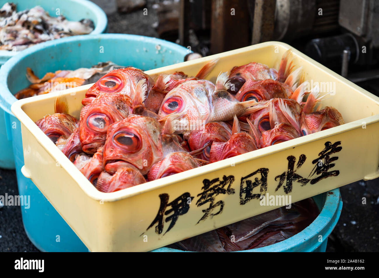 Head Of Red Fish With Big Eyes In The Tray. Food Waste In The Japanese ...