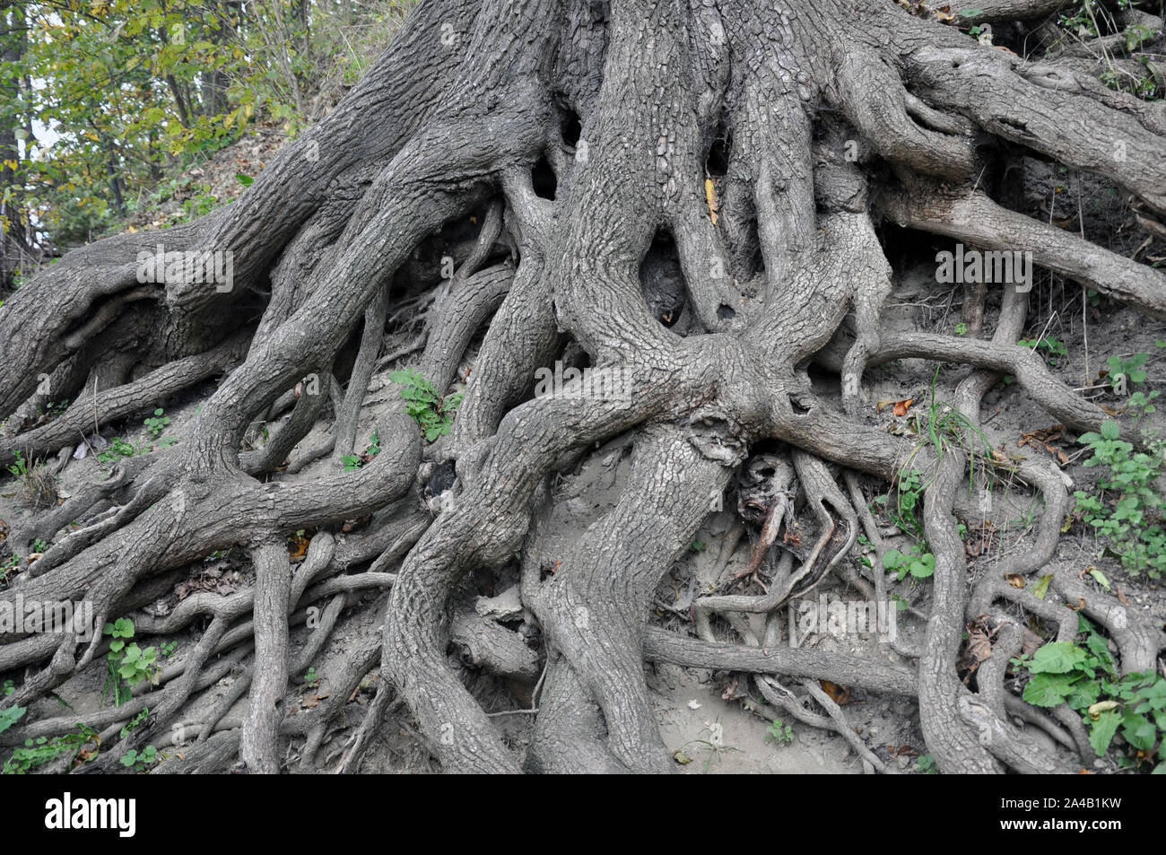 The roots of a tree growing on a mountain Stock Photo - Alamy