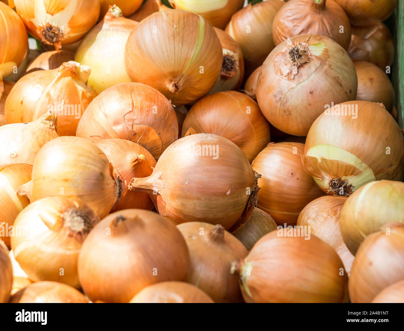 vegetable Onion on the market Stock Photo - Alamy