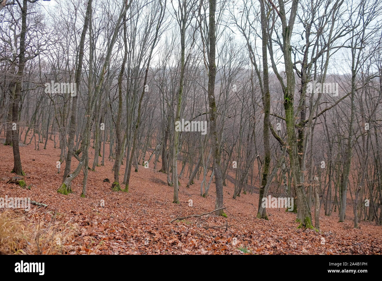 Hoia Baciu Forest. The World Most Haunted Forest with a reputation for ...