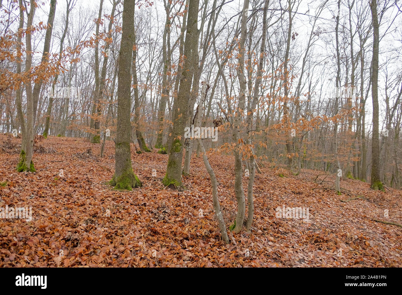 Hoia Baciu Forest. The World Most Haunted Forest with a reputation for ...