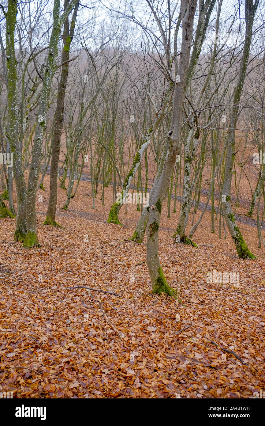Hoia Baciu Forest. The World Most Haunted Forest with a reputation for ...